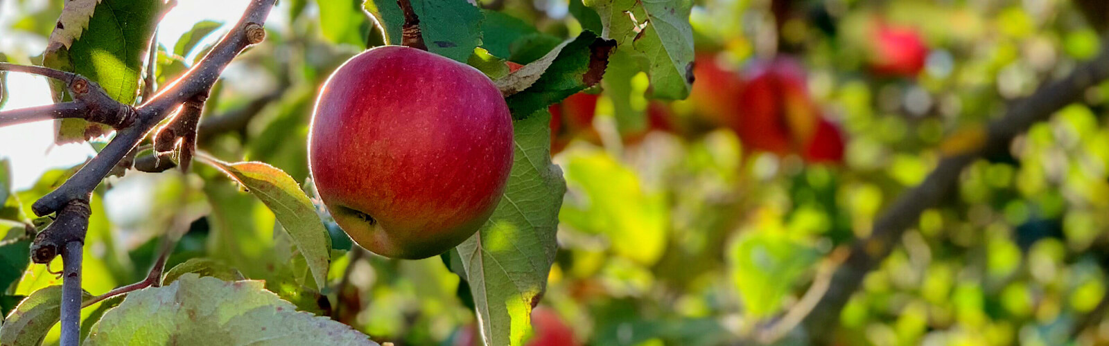 Appel - DEFRUITIGSTE.NL