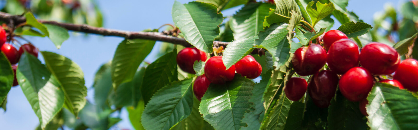 Kers - DEFRUITIGSTE.NL