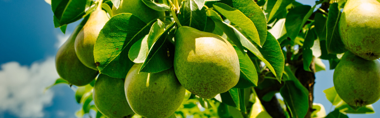 Peer - DEFRUITIGSTE.NL