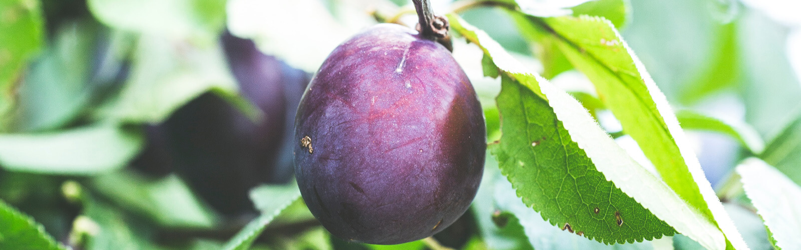 Pruim - DEFRUITIGSTE.NL