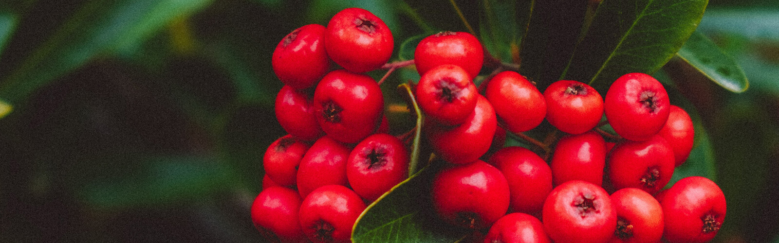 Rode bes - DEFRUITIGSTE.NL