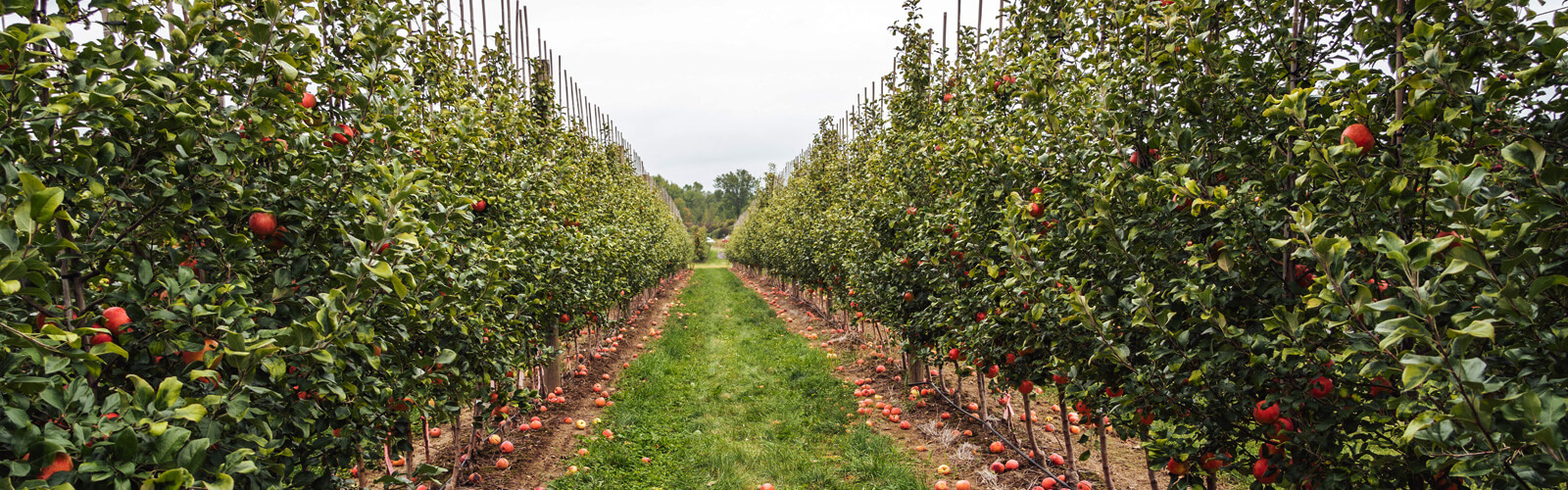 Nederlands fruit - DEFRUITIGSTE.NL